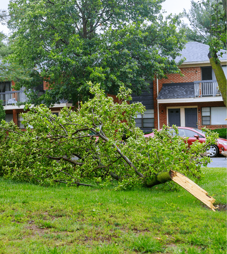 Tree Service Projects in Sacramento | Tree Removal